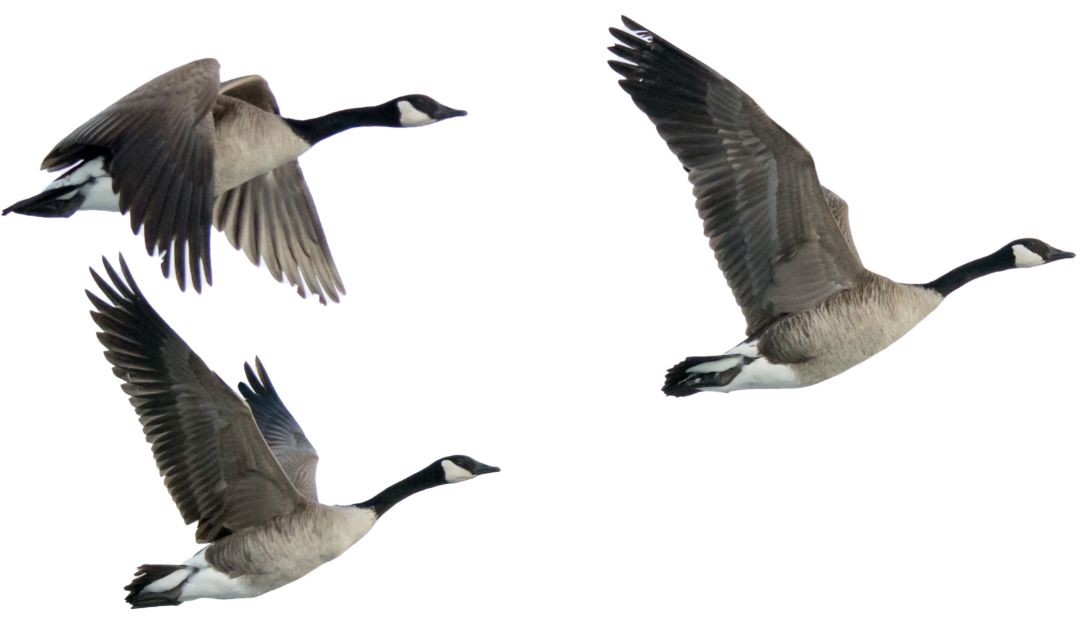 Careers – Rodefer Moss